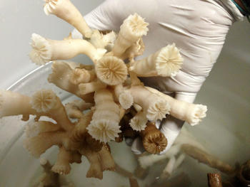 Deep-sea corals in the Red Sea: reservoirs of hope - Features - Nature ...