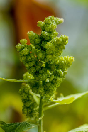 Making best use of a tolerant crop - Features - Nature Middle East