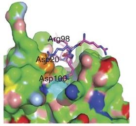 Shc protein can act as tumour suppressor - Research Highlights - Nature ...