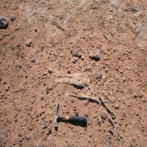 «تنين عناب العربية» يكشف أسرار طيران التيروصورات في صحراء الأردن ...