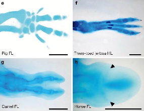 Evolving digit loss - Research Highlights - Nature Middle East