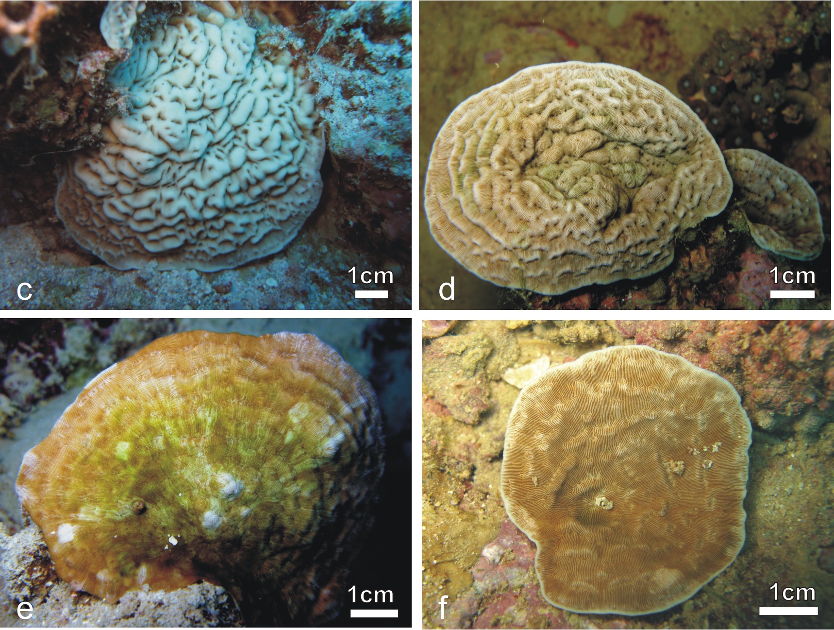 New coral species in the Red Sea - News - Nature Middle East