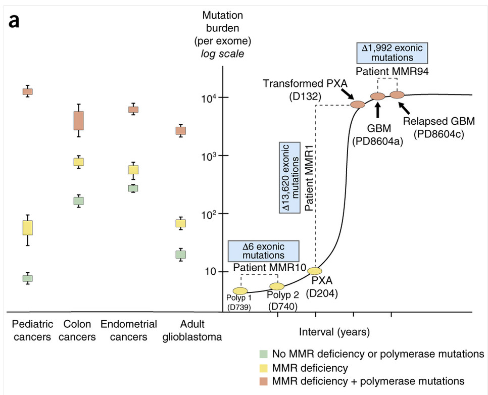 Childhood cancers caused by rare condition explained - News - Nature ...