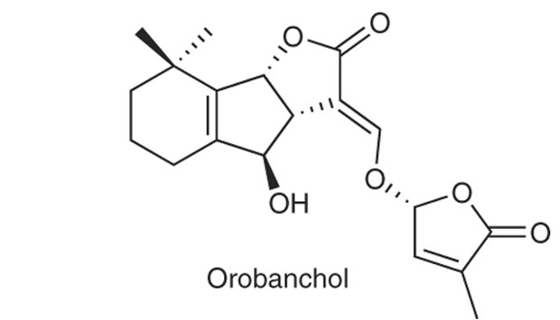 Strigolactone biosynthesis control may help engineer plant architecture ...