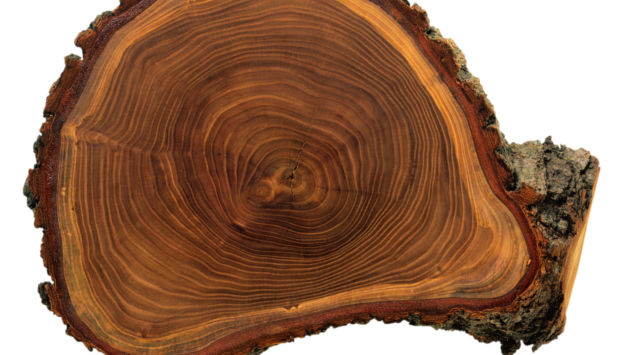 The adaptation of trees to climate change - Research Highlights ...