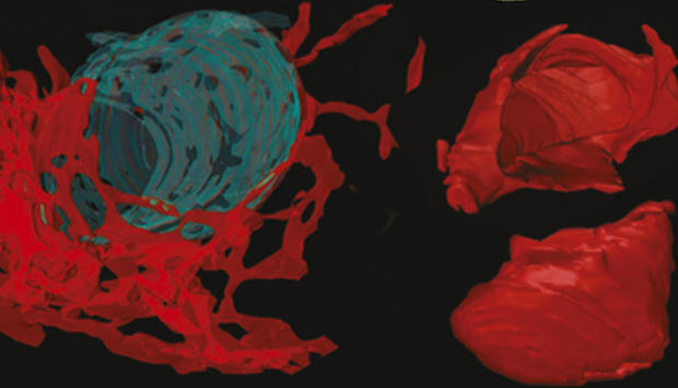 Evolution produces rare “eye” in single-cell plankton - News - Nature ...