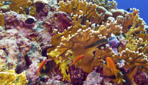 Bacteria carrying viral genes trigger coral disease - Research ...