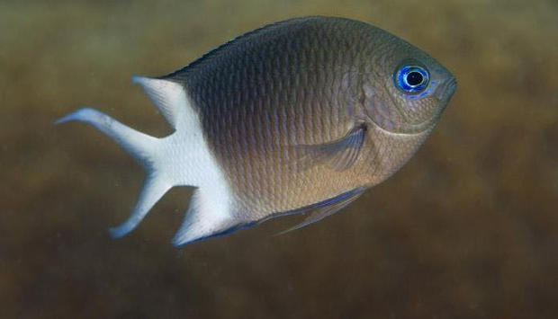 Reef fish adapt to rapid climate change - Research Highlights - Nature ...