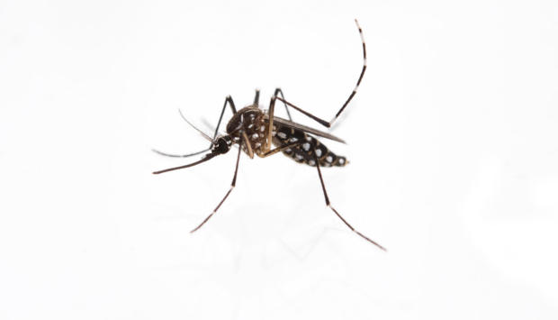 Mapping dengue fever in the Middle East - Features - Nature Middle East
