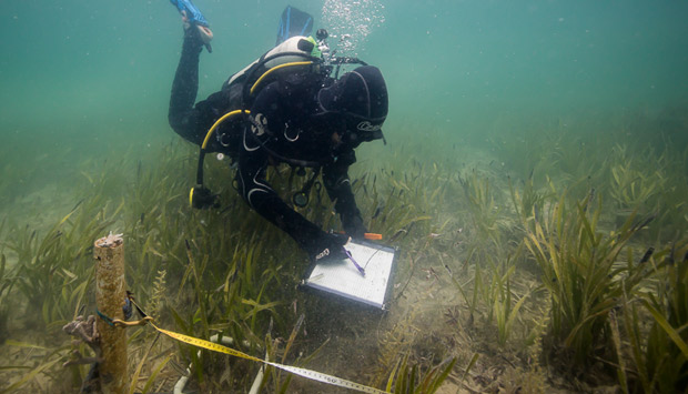 Heatwaves transform world’s most efficient carbon sink into carbon ...
