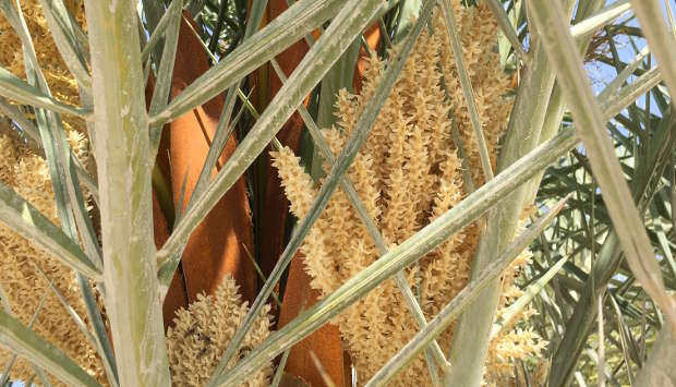 The separation of the sexes in date palms - Research Highlights ...