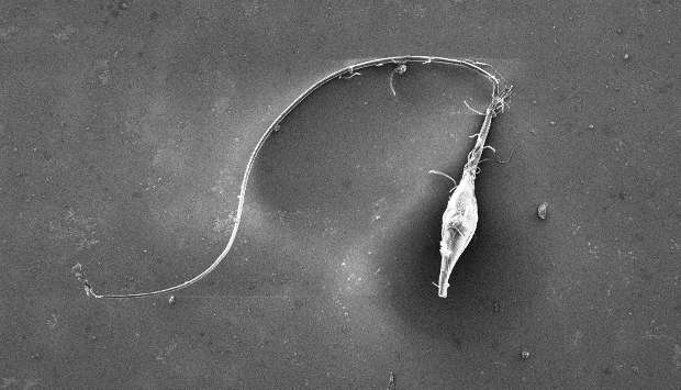 Controllable swim patterns in robotic sperms - Research Highlights ...