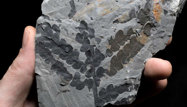 The survivors of Earth’s worst mass extinction - Research Highlights ...