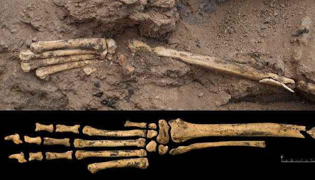Evidence of early use of dogs for hunting in Jordan - News - Nature ...