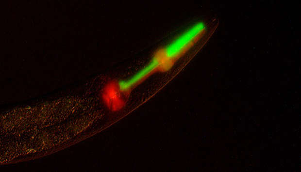 Tiny worms with big secrets - News - Nature Middle East