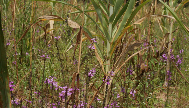 Staving off Striga, the ‘violet vampire’ - News - Nature Middle East