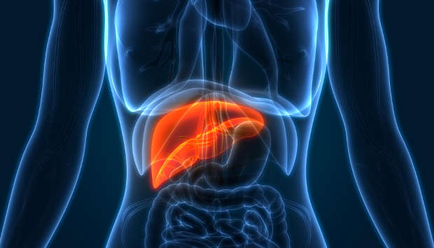 Unexpected finding provides new understanding of liver regeneration ...