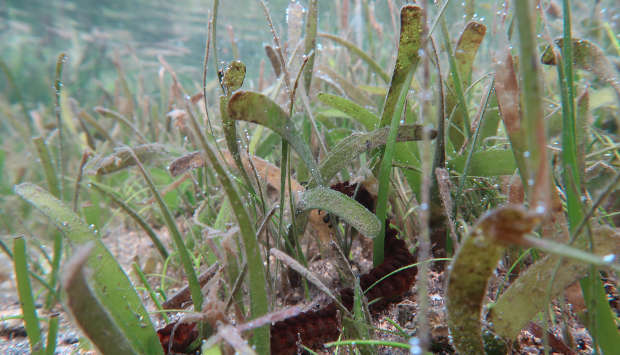 Coastal habitats protect marine animals from ocean warming - Research ...