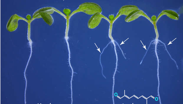 Getting a grip on plant anchor roots - News - Nature Middle East