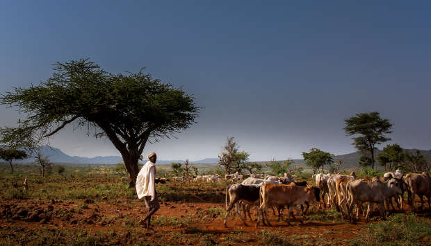 Tracing the ancestry of African cattle - Research Highlights - Nature ...