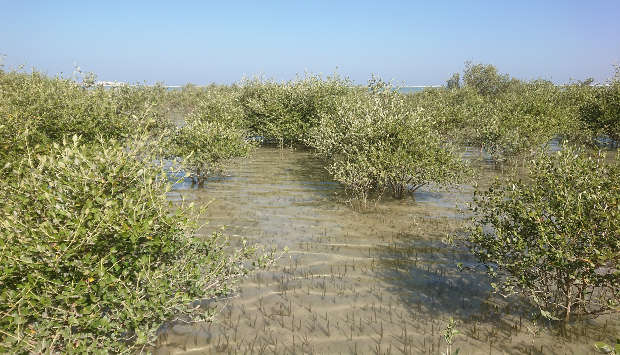 Reconstructing the end of an ecosystem - News - Nature Middle East