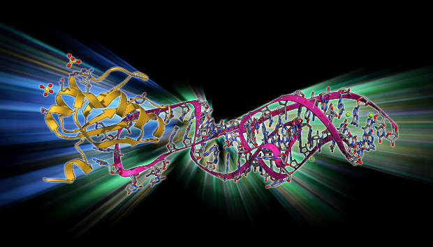 Finding fresh RNA enzymes in the human genome - News - Nature Middle East