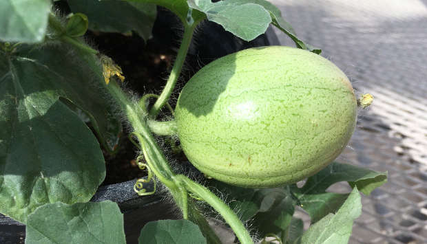 Tracing the origins of watermelons - News - Nature Middle East
