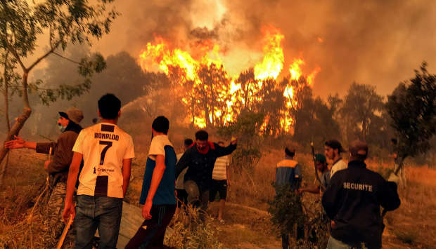 North Africa’s wildfires are a grim warning - Features - Nature Middle East