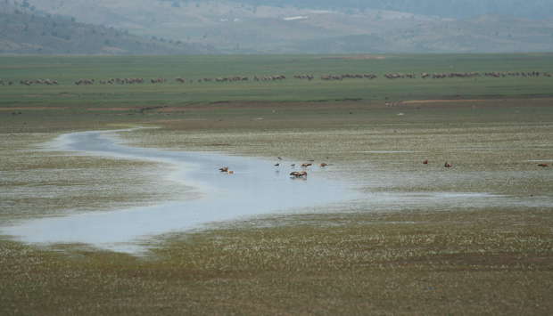 MENA’s biodiversity shrinking under pressure of climate change ...