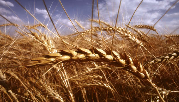 Crop breeding benefits from the traditional knowledge of farmers - News ...