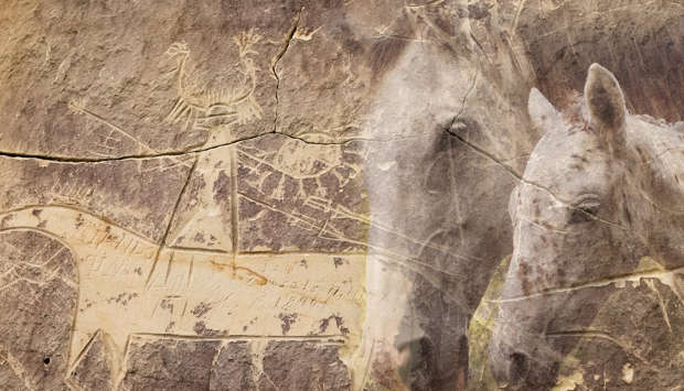 The plain truth about North America’s horse history - News - Nature ...