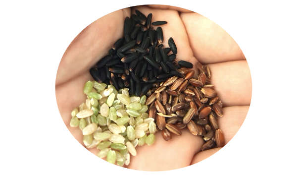 Unlocking the potential of black rice - News - Nature Middle East