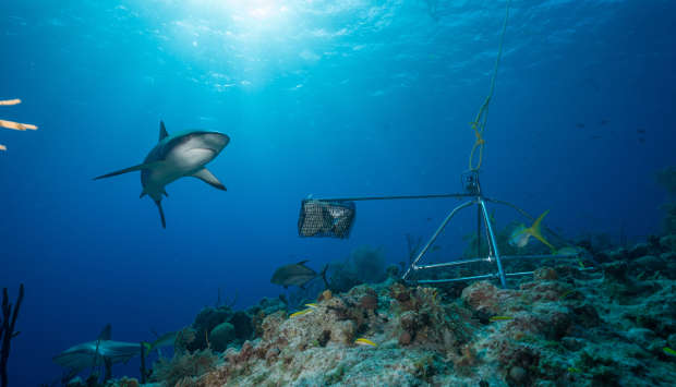 Are reef sharks going extinct? - News - Nature Middle East