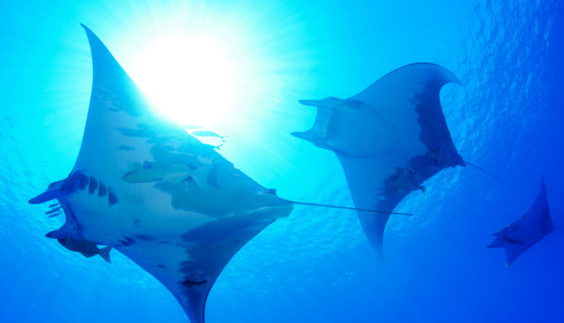 Devil rays warm up and dive deep - Research Highlights - Nature Middle East