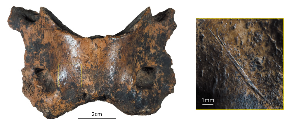 デニソワ人の高地での生活を支えた動物資源 | Nature ダイジェスト | Nature Portfolio