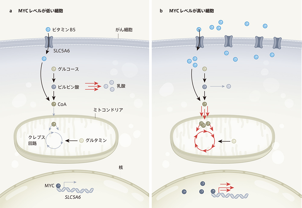 MYCタンパク質はがんのビタミン取り込みを助ける | Nature ダイジェスト | Nature Portfolio